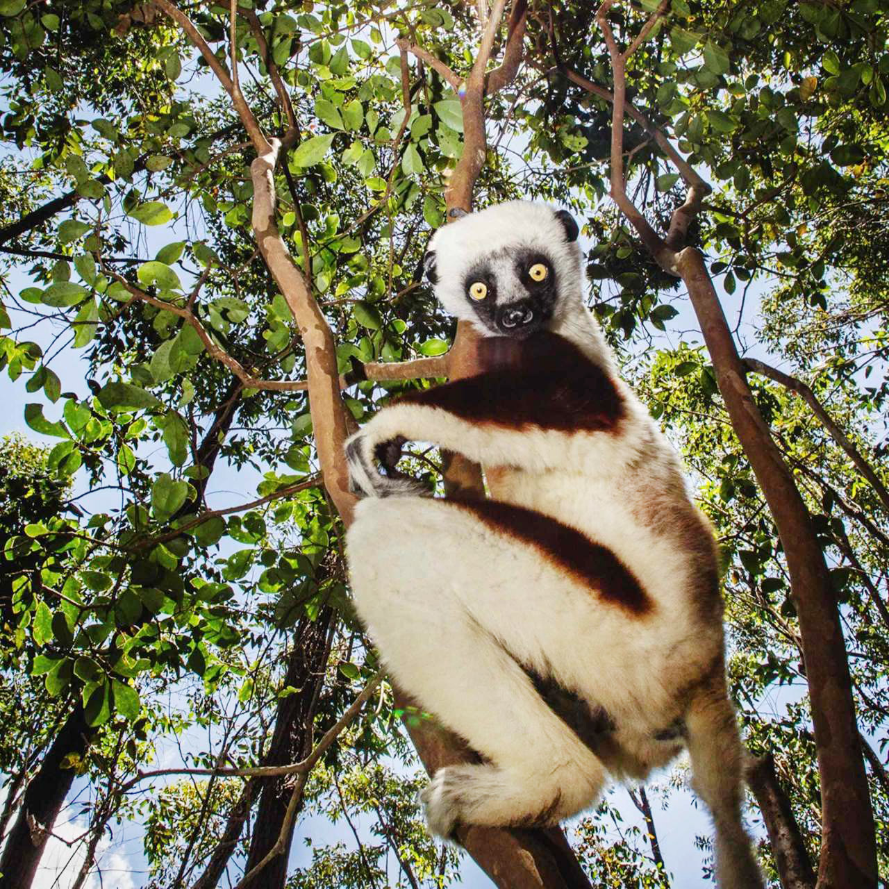 Madagascar Photo Tour | Lemurs, Baobabs & Remote Landscapes- FROST ...